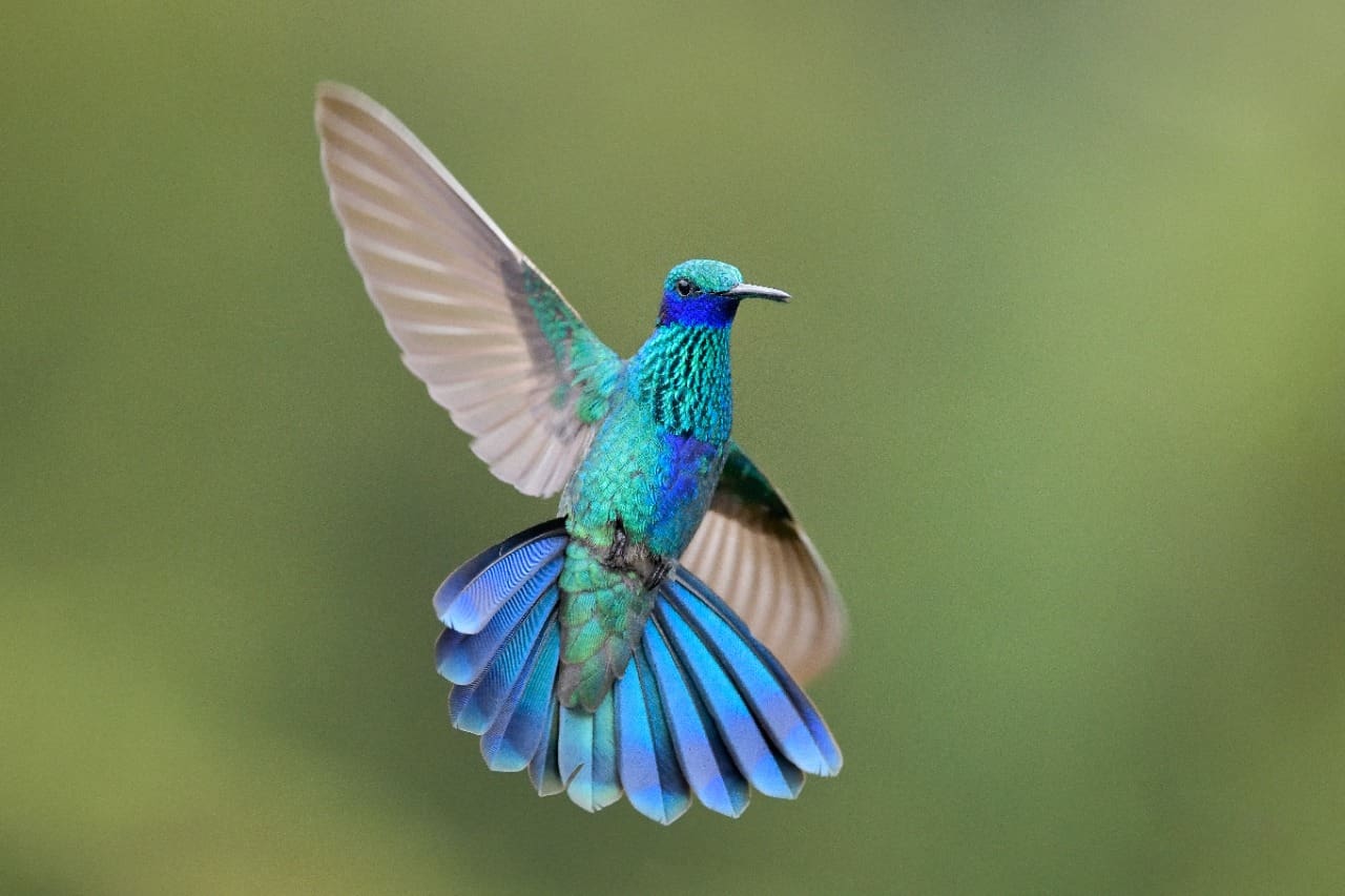 Birds of a feather flock together in Colombia - Travel CourierTravel ...