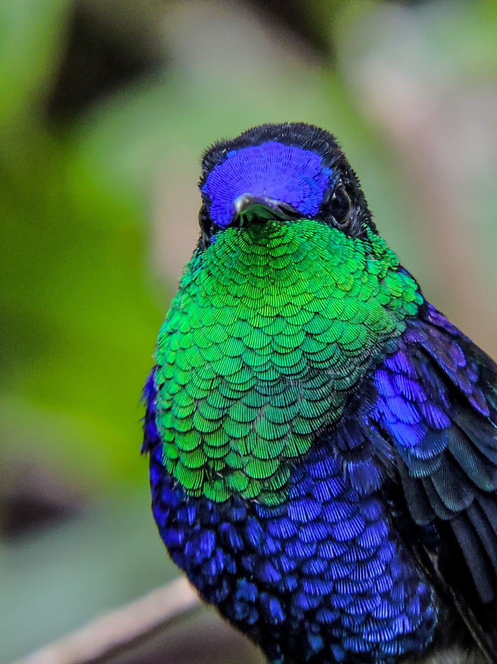 Birds of a feather flock together in Colombia - Travel CourierTravel ...