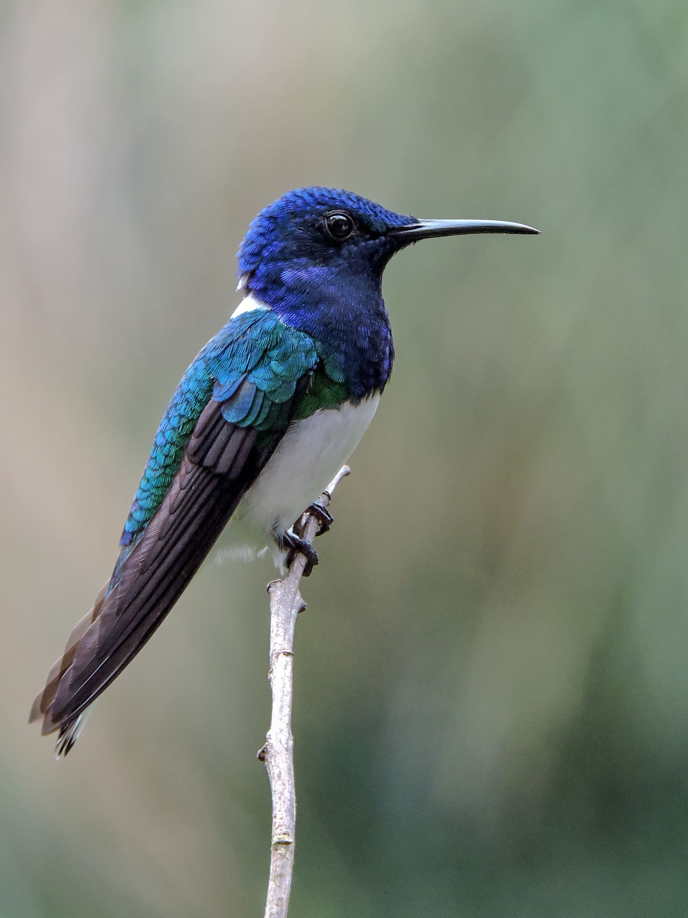 Birds of a feather flock together in Colombia - Travel CourierTravel ...