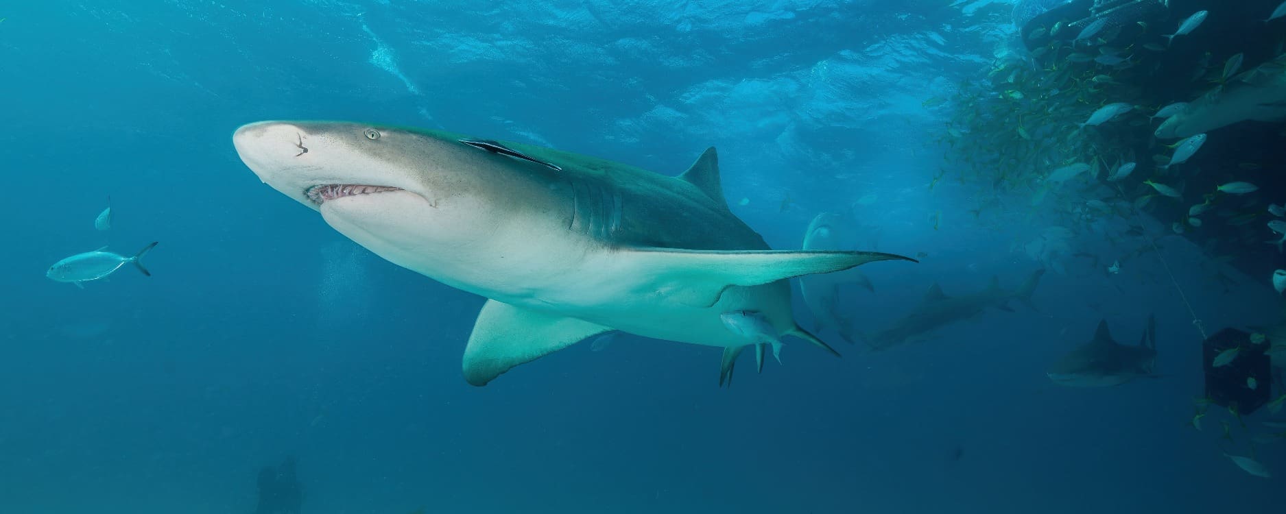 Bahamas tourists can help protect sharks - Travel CourierTravel Courier