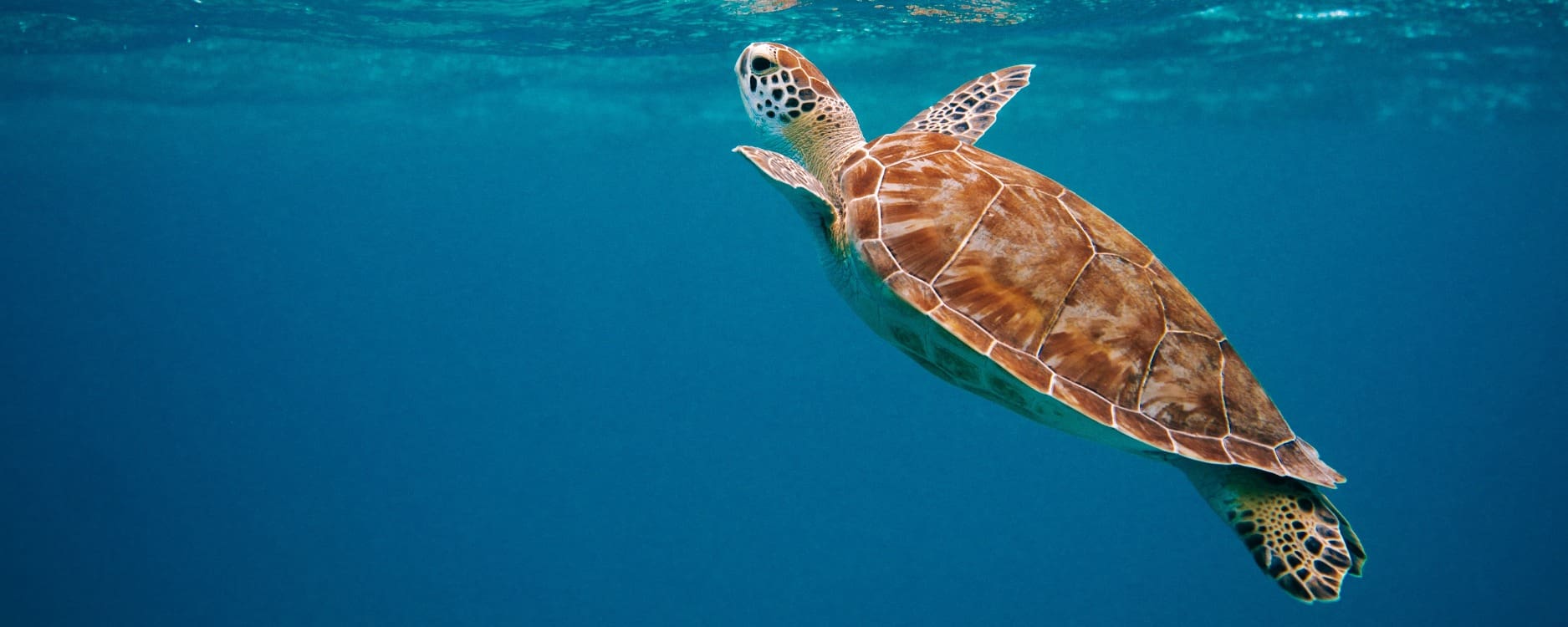 Cuban island is home sweet home for many sea turtles - Travel ...